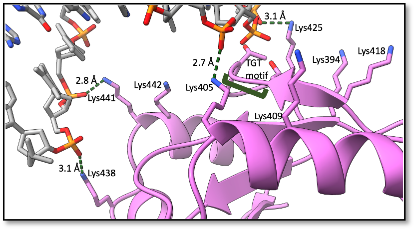 Areas – Luger Lab